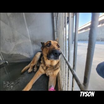 Homeless Shepherd's Sorrow Is Heartbreaking - National Animal News