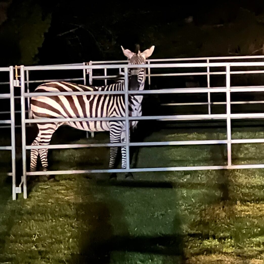 Washington's Elusive, Runaway Zebra Finally Captured - National Animal News