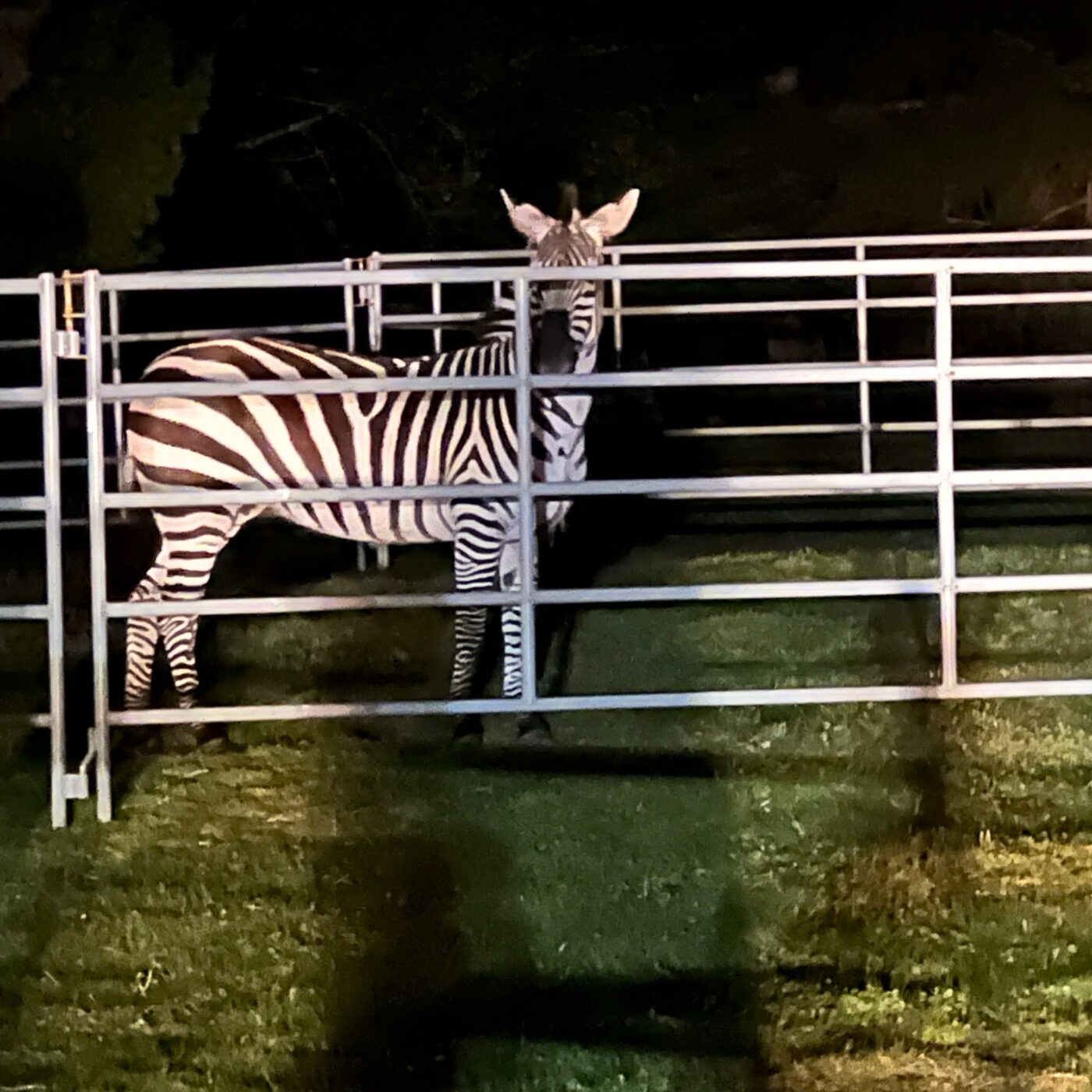 Washington's Elusive, Runaway Zebra Finally Captured - National Animal News