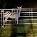 Washington's Elusive, Runaway Zebra Finally Captured - National Animal News