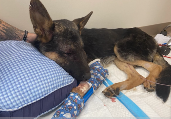Shepherd Pup Beaten Unconscious Released From Veterinary Hospital ...
