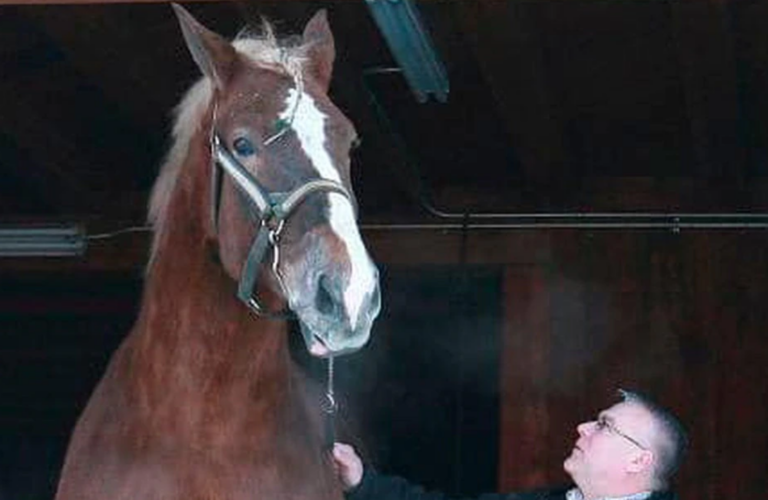 World's Tallest Horse Has Passed Away - National Animal News