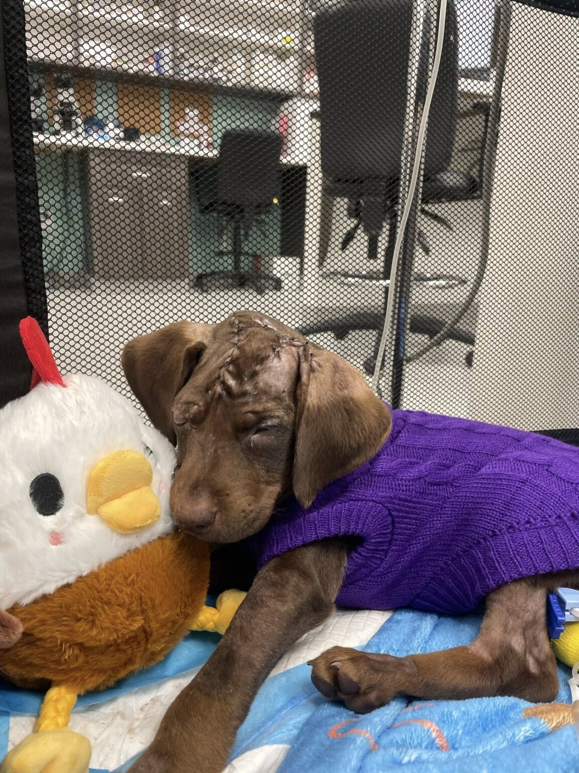 Brutally Abused Puppy Continues to Defy Odds - National Animal News