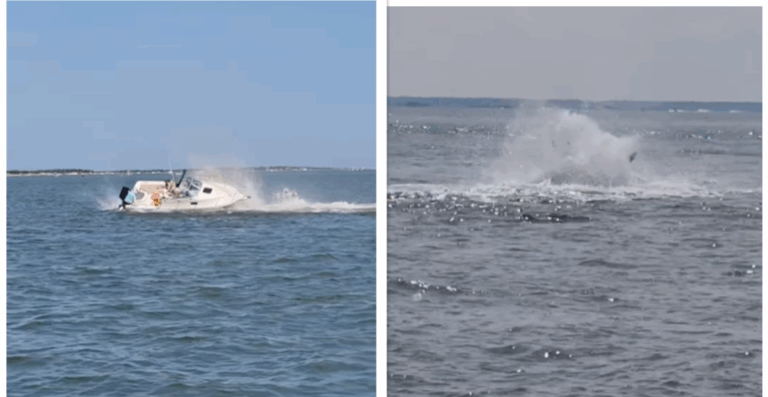 Whale Found Dead After Dramatic Collision with Pleasure Boat - National ...