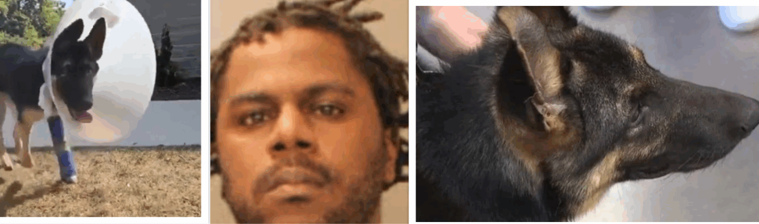 Man Who Beat a Shepherd Puppy Unconscious Has Died in Car Crash ...