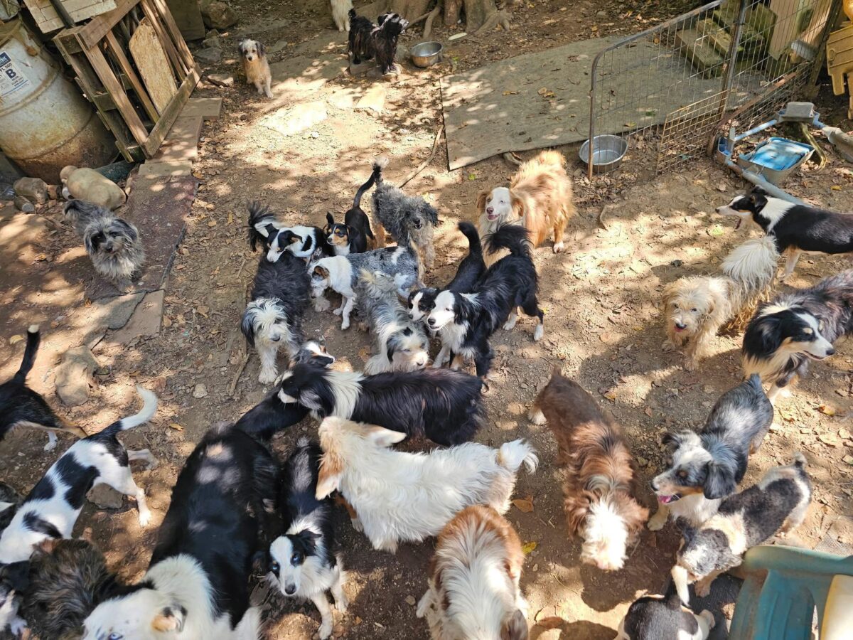 Nearly 200 Dogs Rescued from 'Heartbreaking Conditions' - National ...