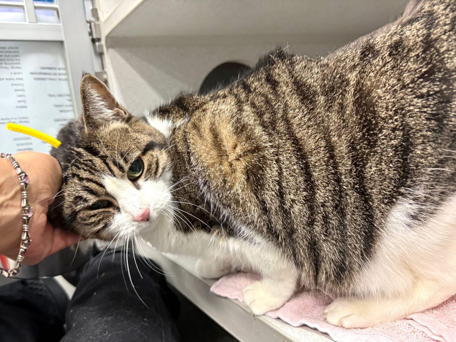 14-Year-Old Cat Clings to Hope that Someone Might Choose Her to Love ...