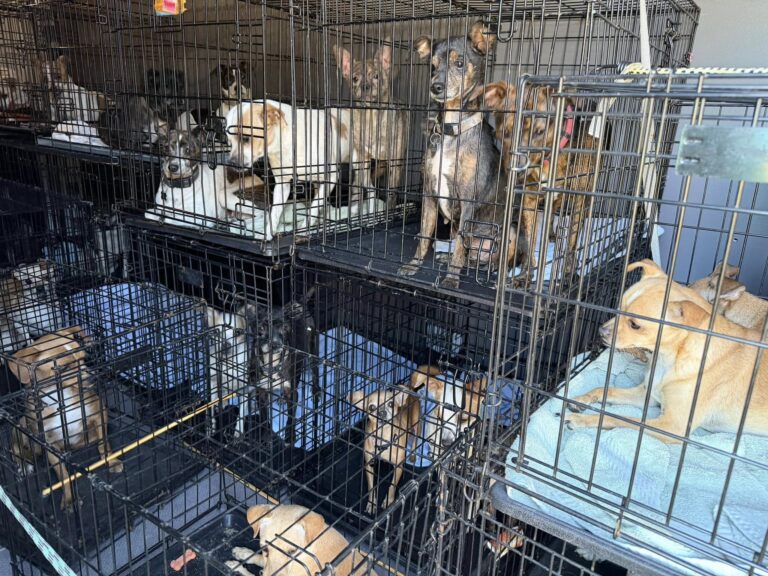 Shelter Takes in 41 Dogs from Hoarding Situation - National Animal News