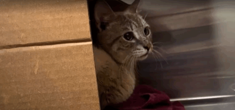 Authorities Find 68 Cats, Alive and Dead, in U-Haul - National Animal News