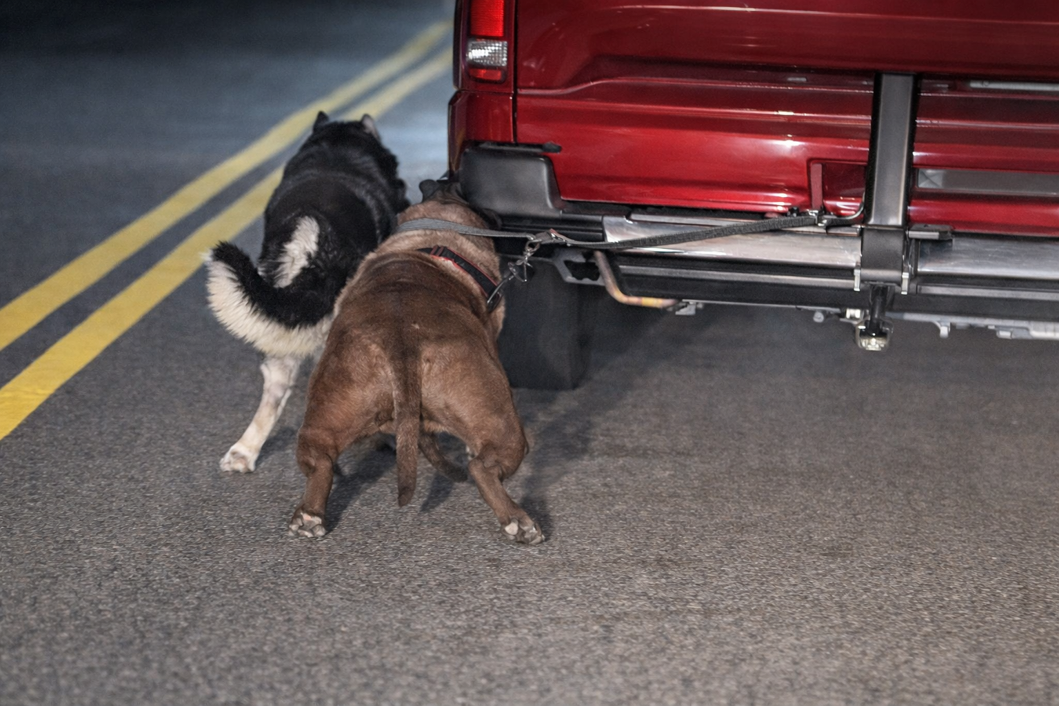 Man Arrested After Witnesses See Two Dogs Dragged Behind Car - National ...