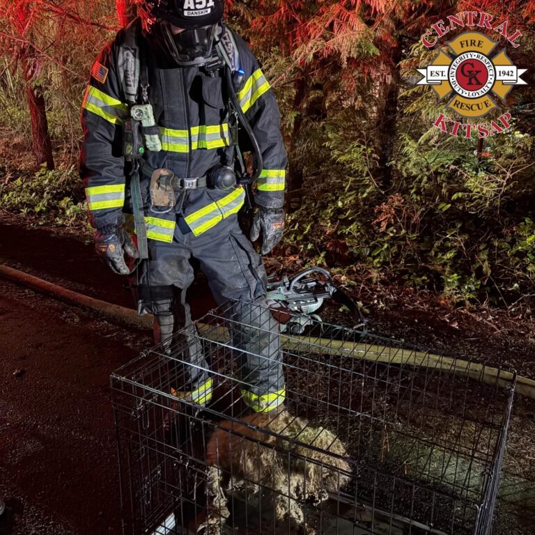 Dozens of Dogs, and an Estimated Dozen Cats, Die in Fire - National ...