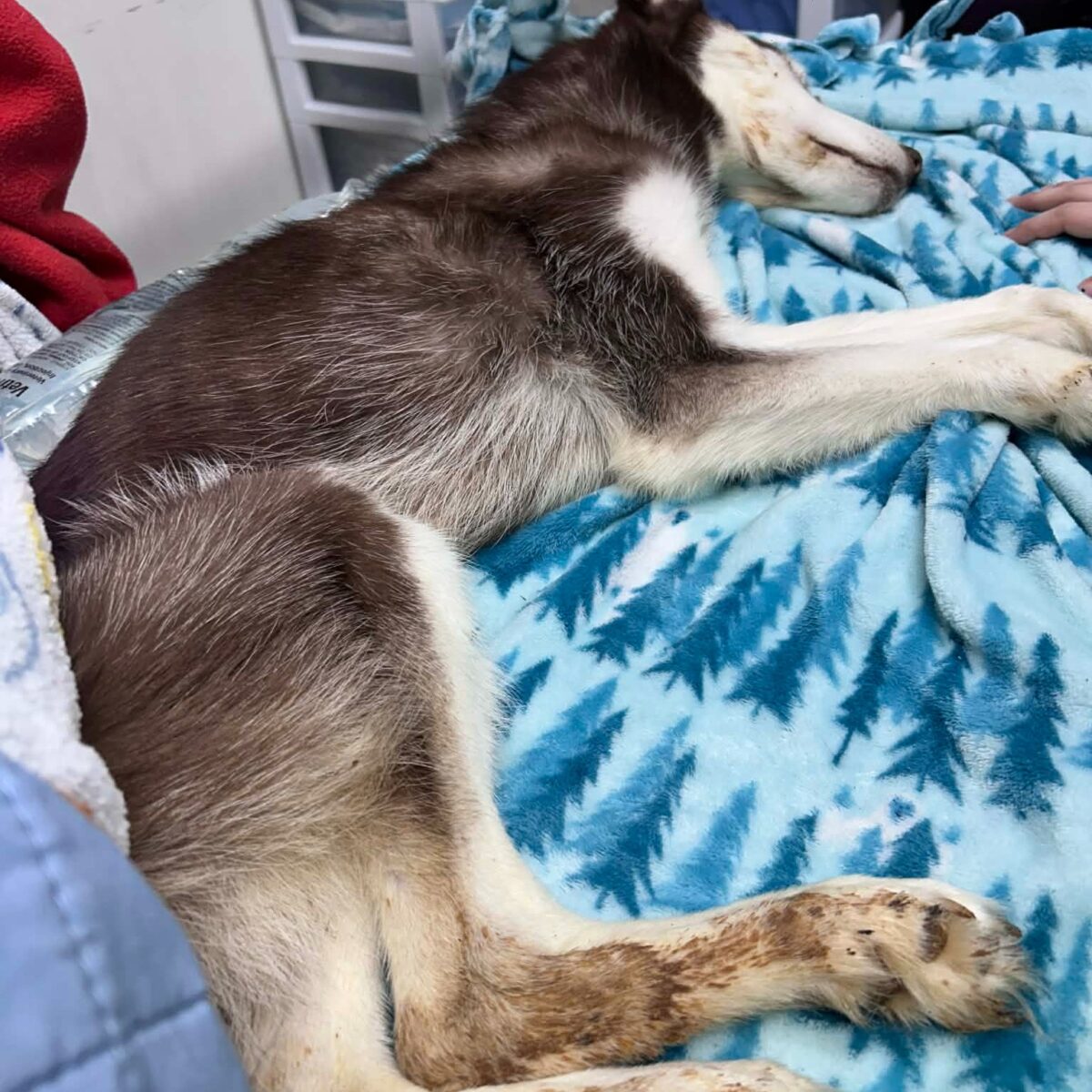 Two Arrested For Abandoning Crated Pup, and A Tragic Update - National ...