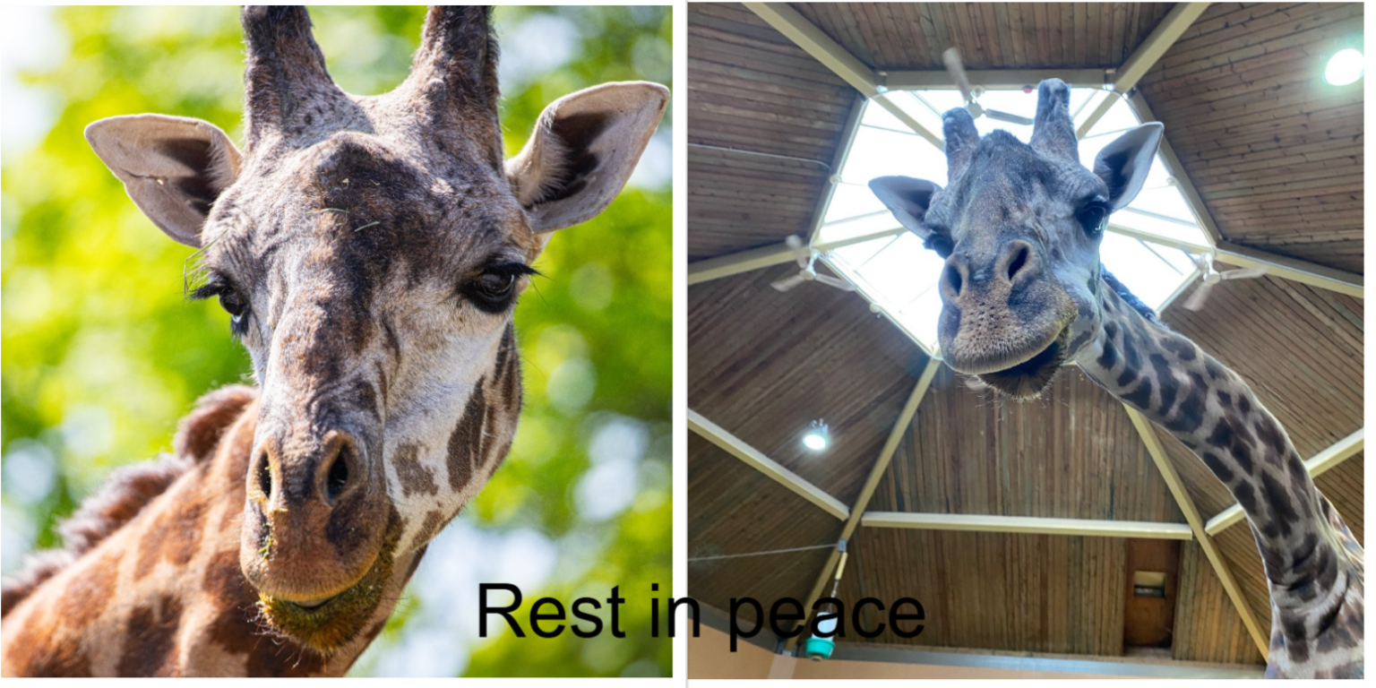 Zoo Announces Tragic, Accidental Death of Beloved Giraffe - National ...