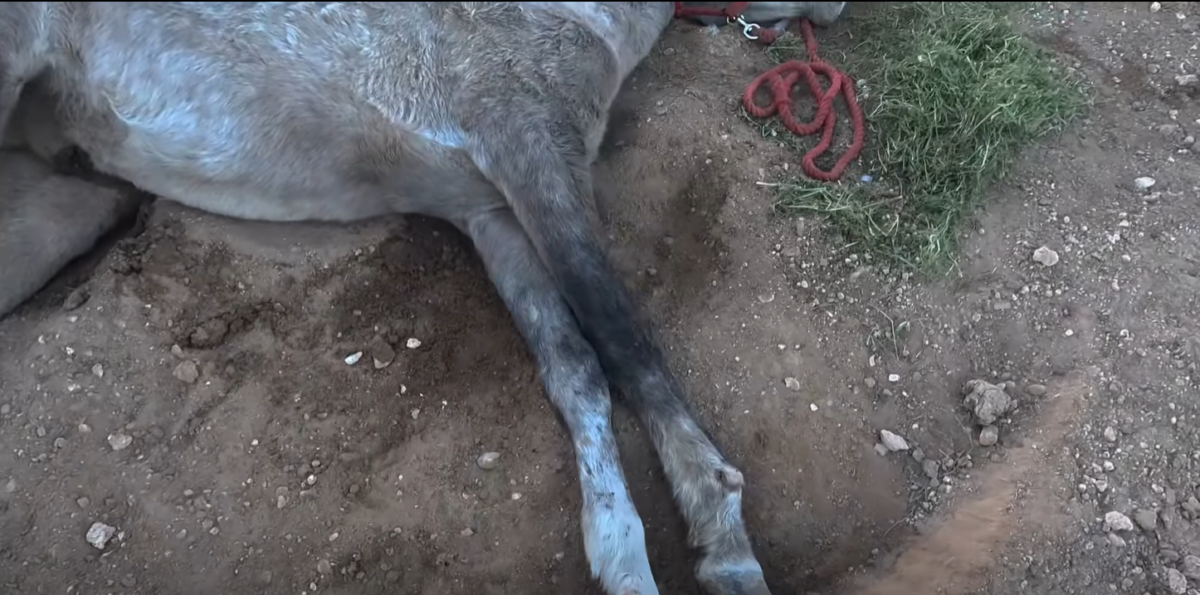 Emaciated Horse Had to be Euthanized After Being Trapped for Days in ...