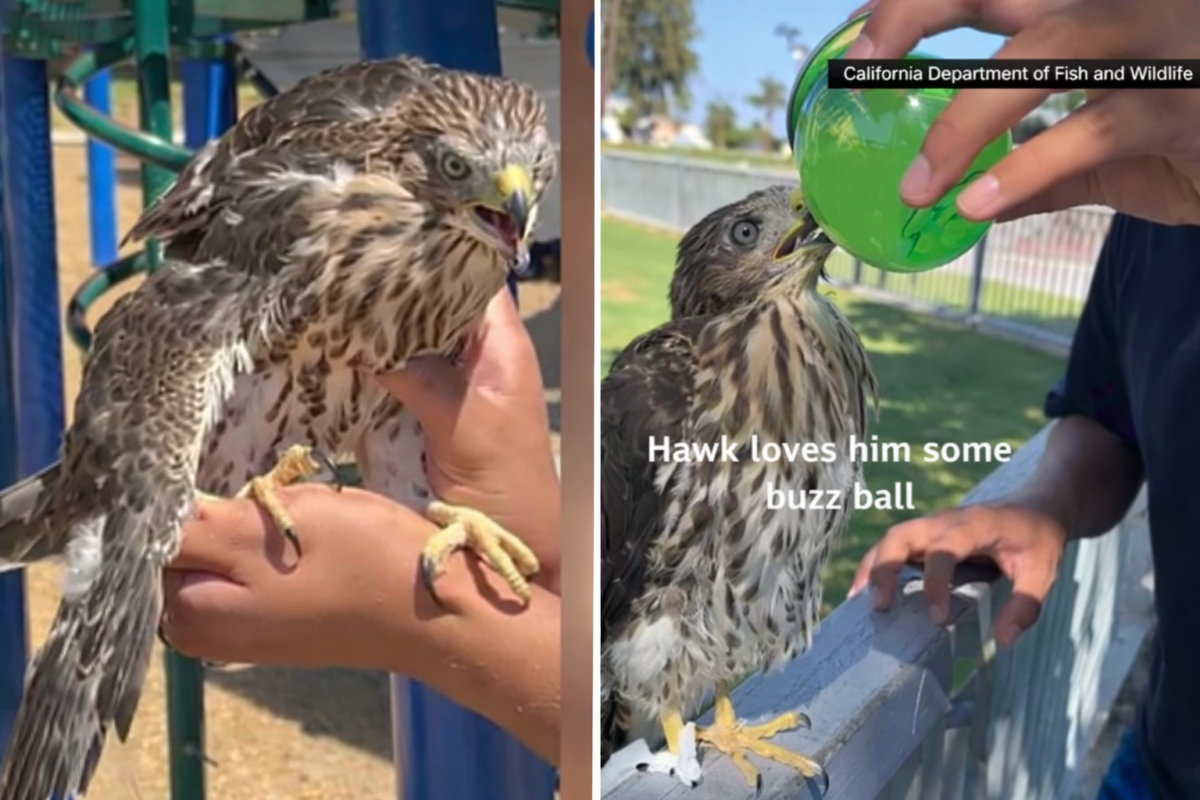 Man Sentenced After Capturing Hawk and Giving Bird Alcohol - National ...