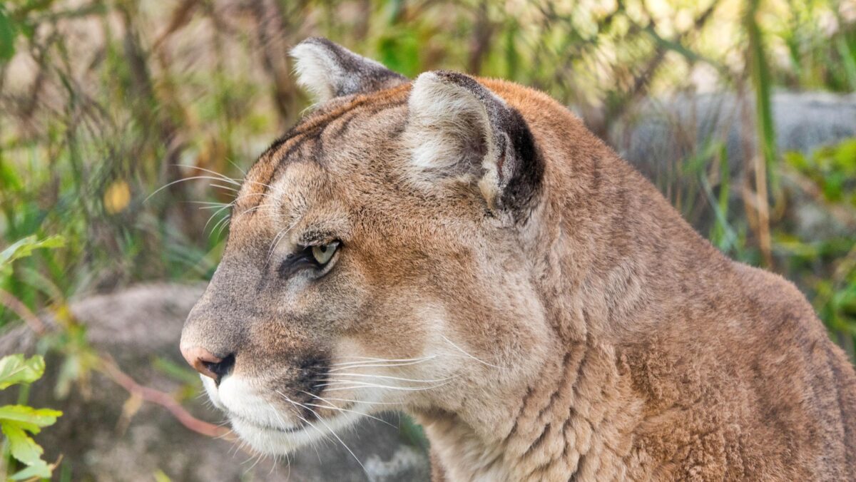 Officials Kill Cougar Who They Believe Attacked Family's Small Dog ...