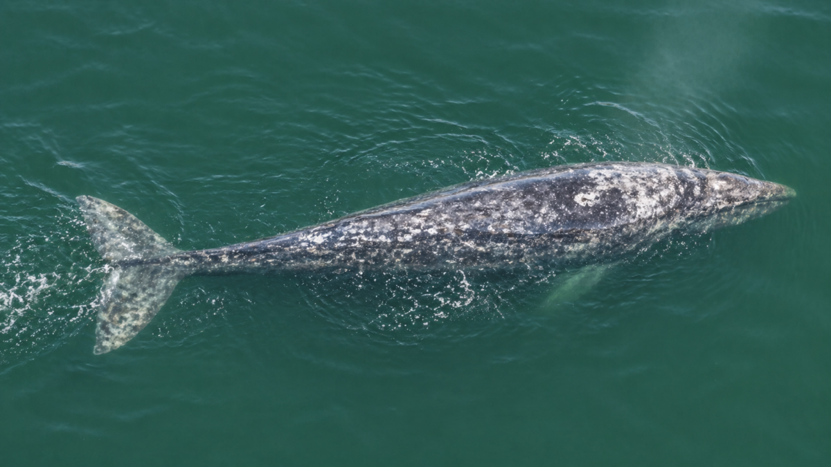 Alarming Surge of Gray Whale Deaths in Washington - National Animal News