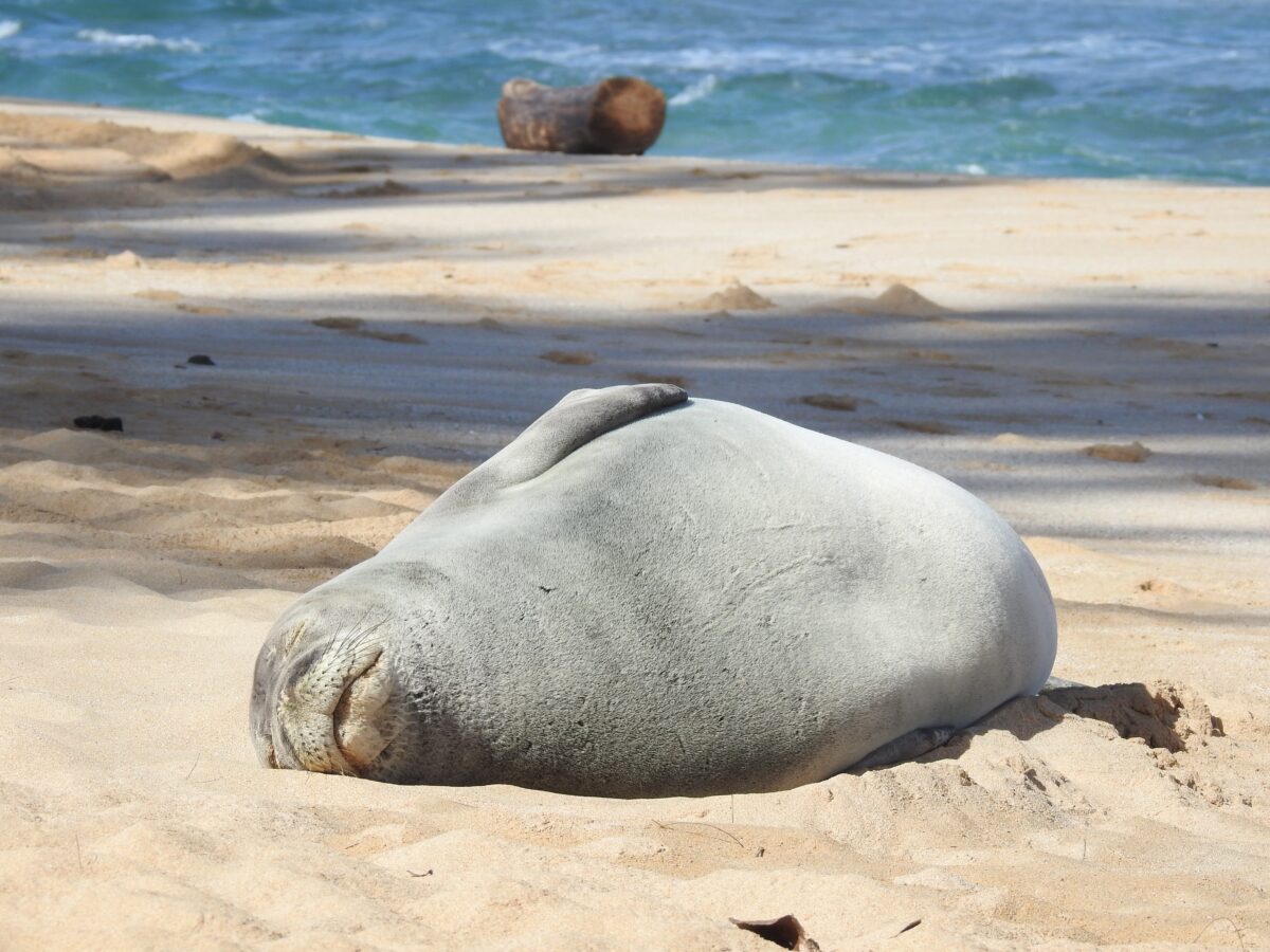 Video Shows Tourist Hurling Rock At Protected Monk Seal National