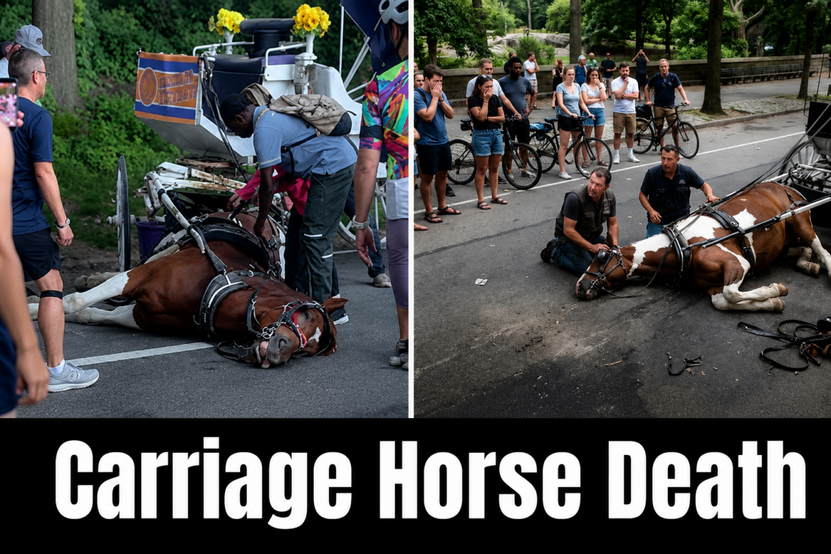 Necropsy Reveals Surprising Cause of Death of NYC Carriage Horse ...