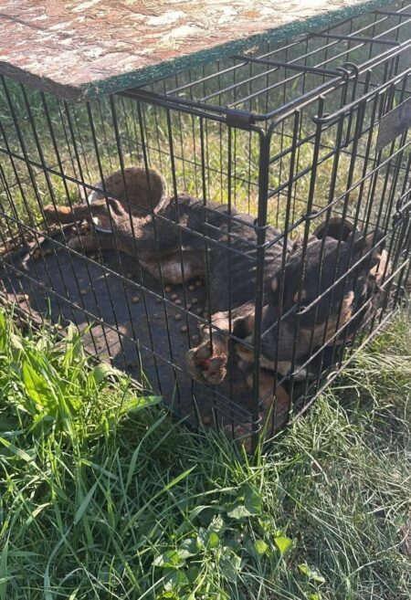 Ailing Puppy Rescued After Being Abandoned in Cage in Detroit ...