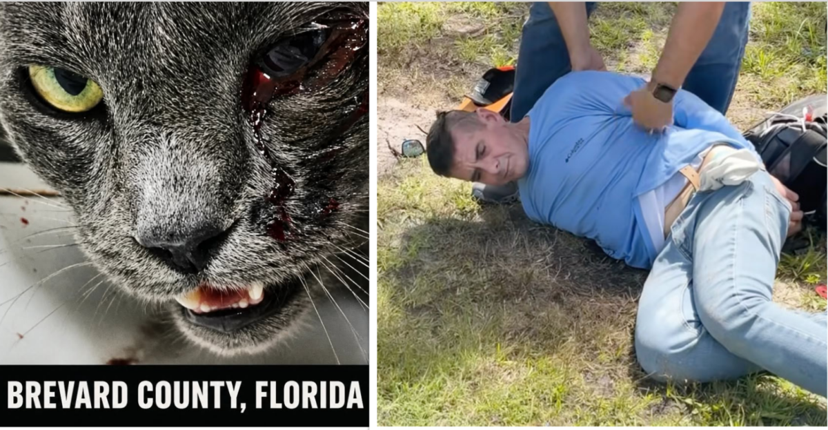 Man Arrested After Shooting Cat with High Powered BB Gun, Killing Cat ...