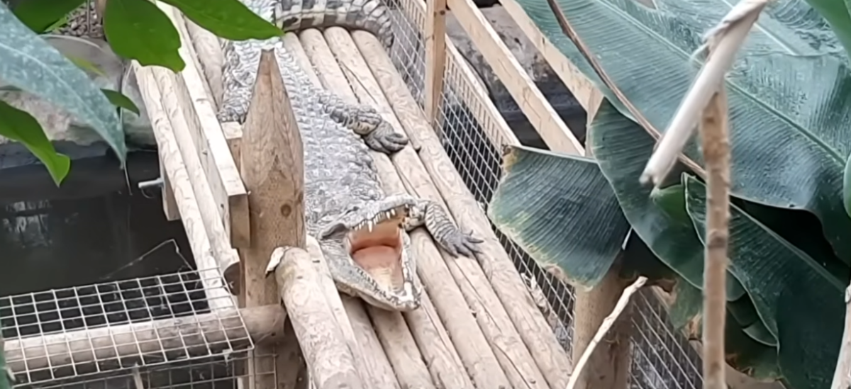 Man Throws Three-Year-Old Child into Zoo's Crocodile Pit - National ...