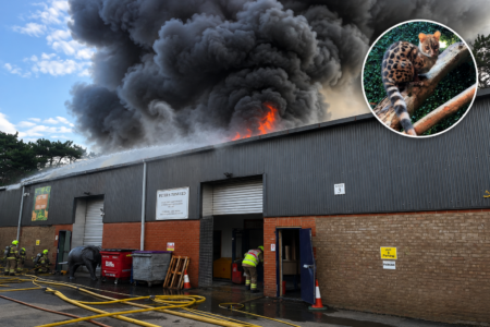 Devastating Fire Kills Nearly Every Animal At Children's Zoo - National ...